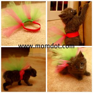 How to make a tutu…for your kitten. - Momdot.com