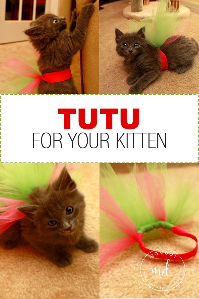 How to make a tutu…for your kitten. - Momdot.com