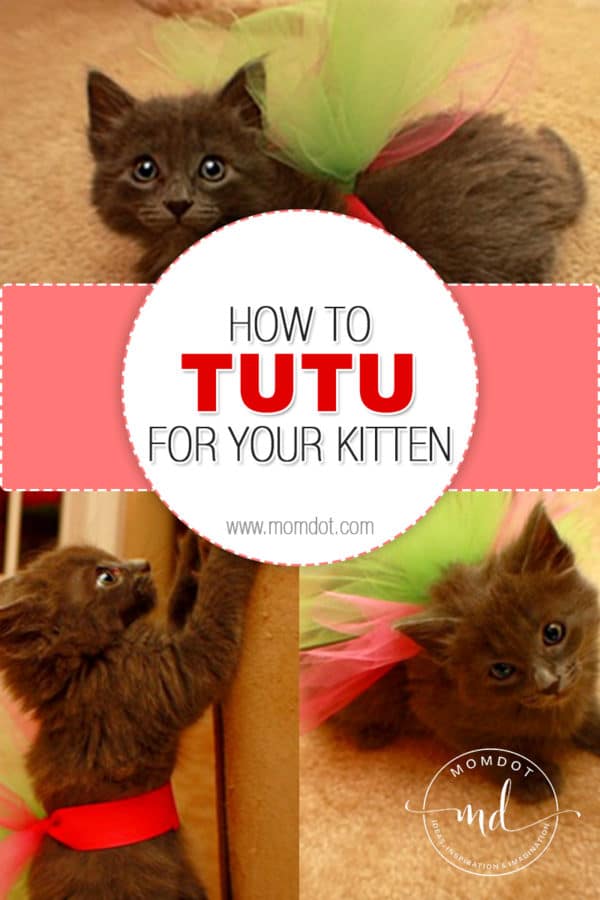 How to make a tutu…for your kitten. - Momdot.com
