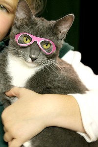 How to Annoy your Cat: With Free Printable! - Momdot.com