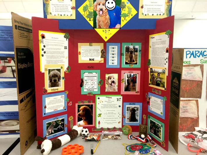 School Project Poster Board