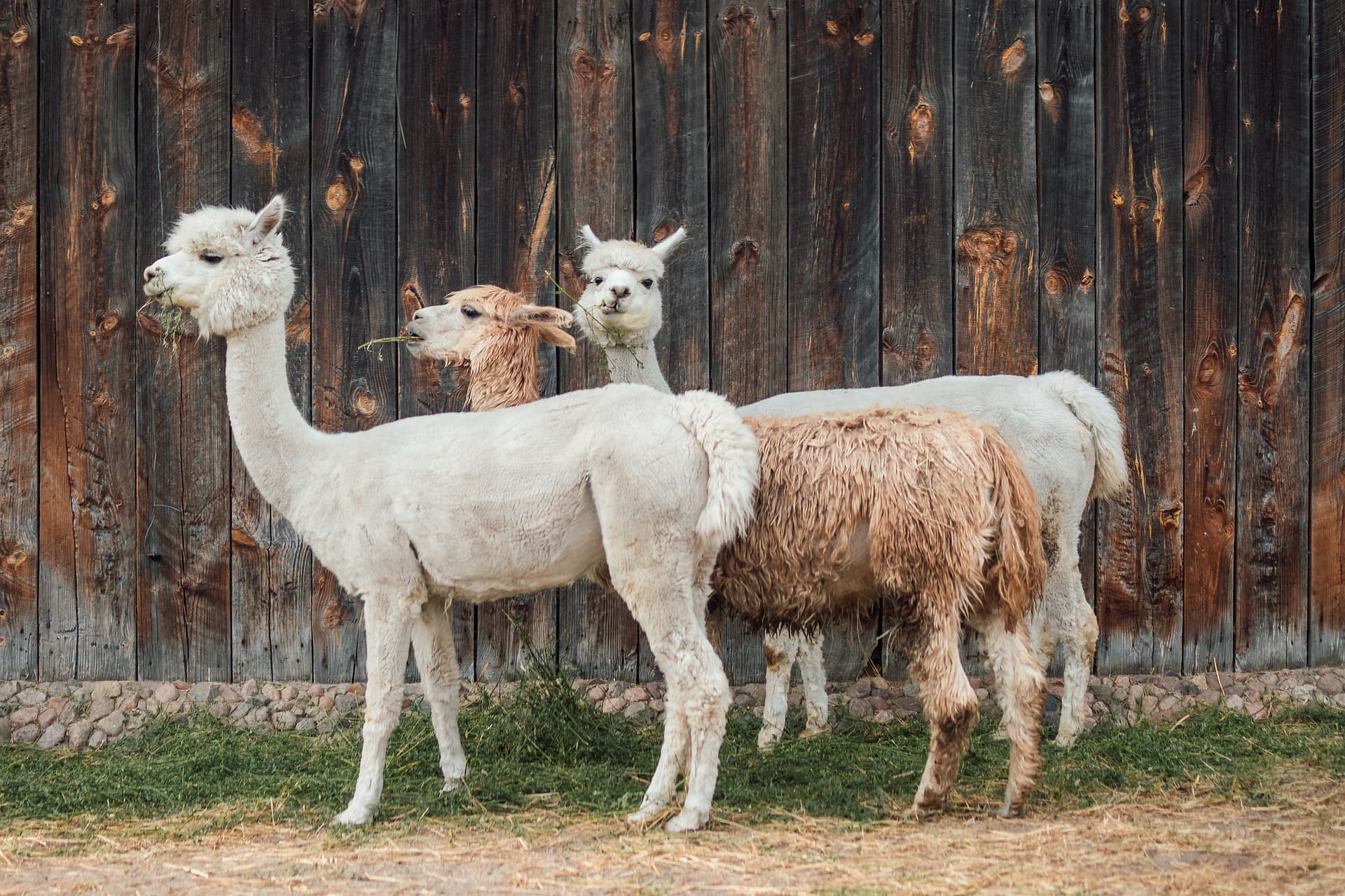 Types of Wool: 13 Essential Wools for Making Clothes - Momdot.com